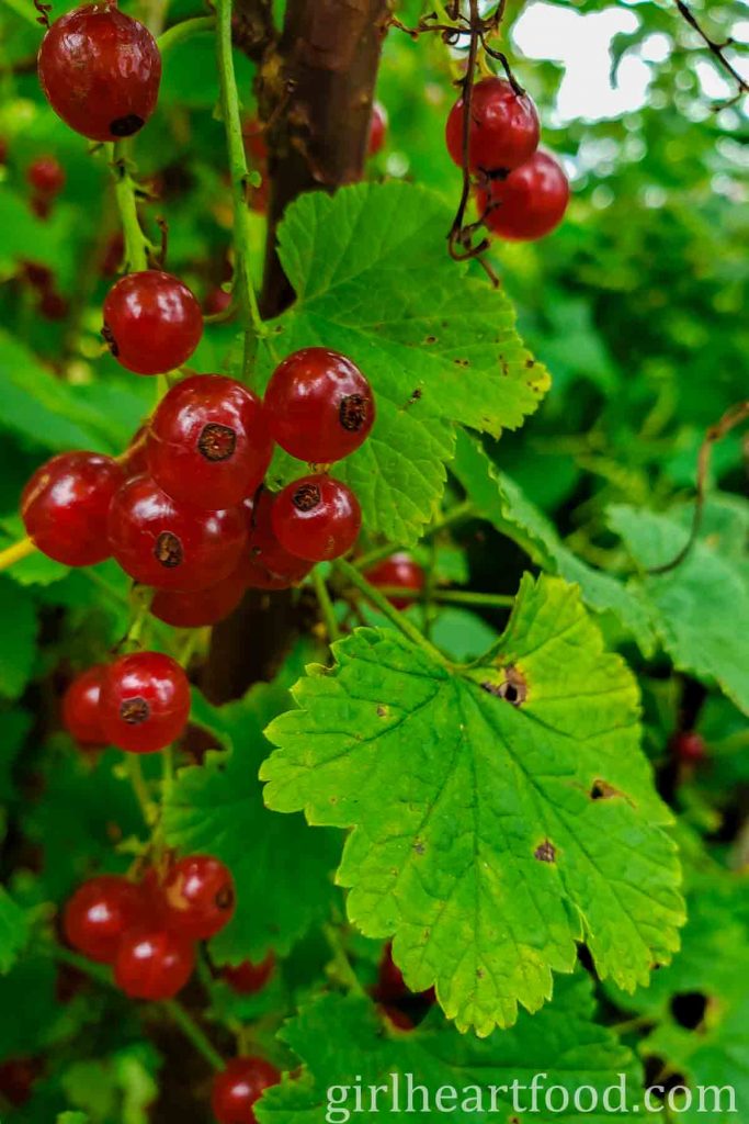 Red Currant Crostini With Goat Cheese | Girl Heart Food®